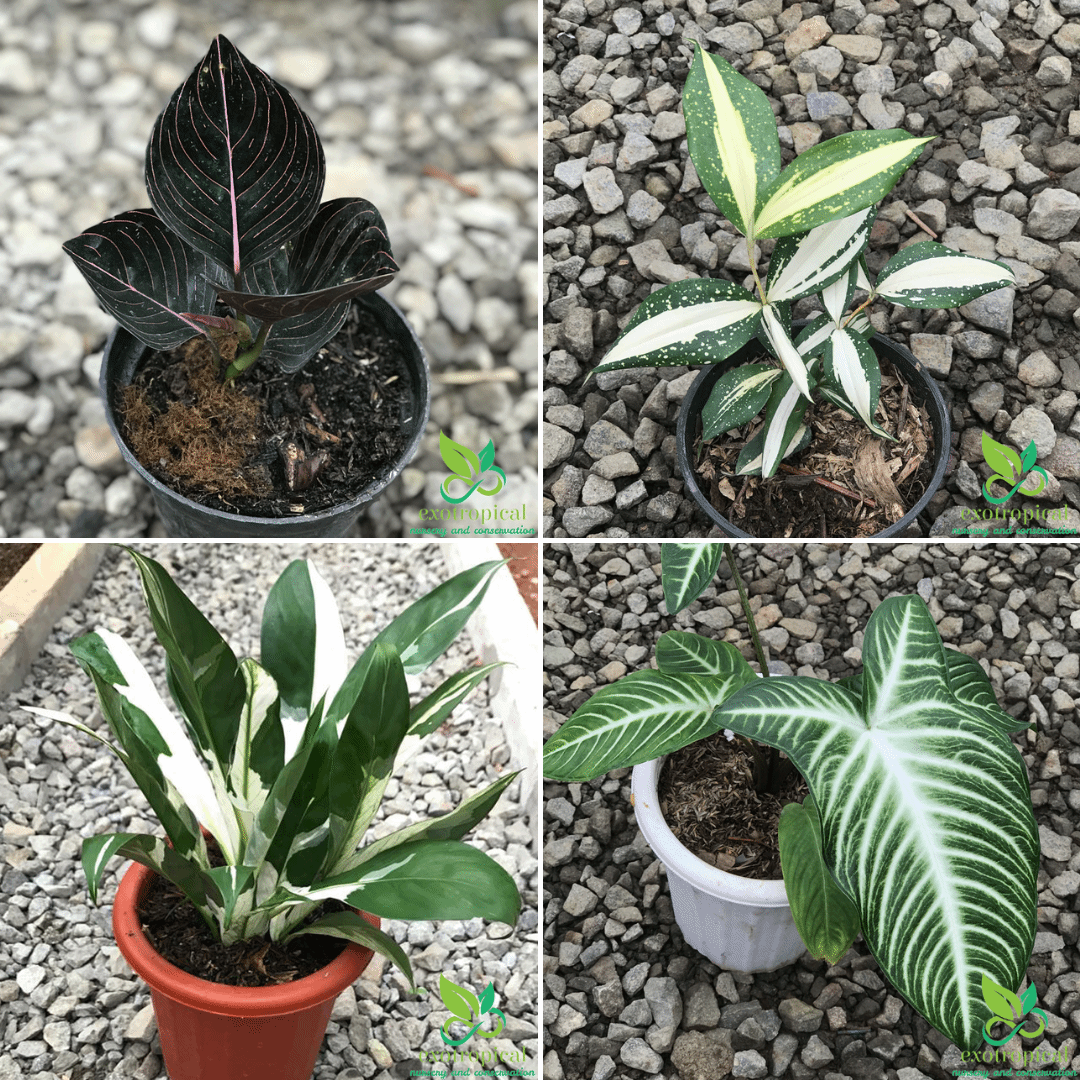 Others – Exotropical